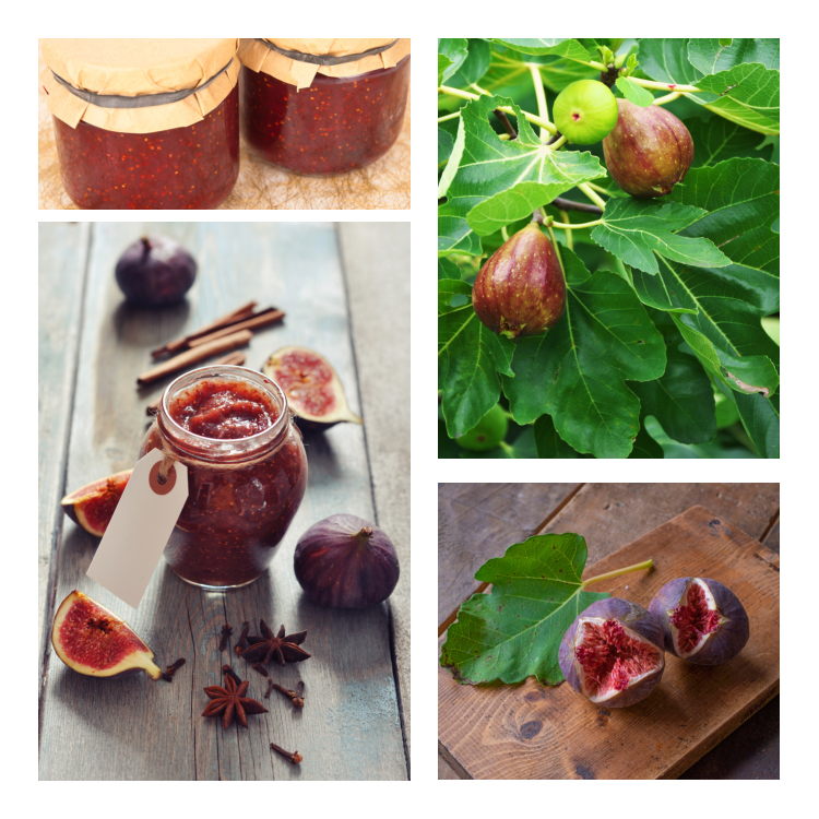 Fig Tree Soy Candle. 1803 Candles - Best Scented Soy Candles!
